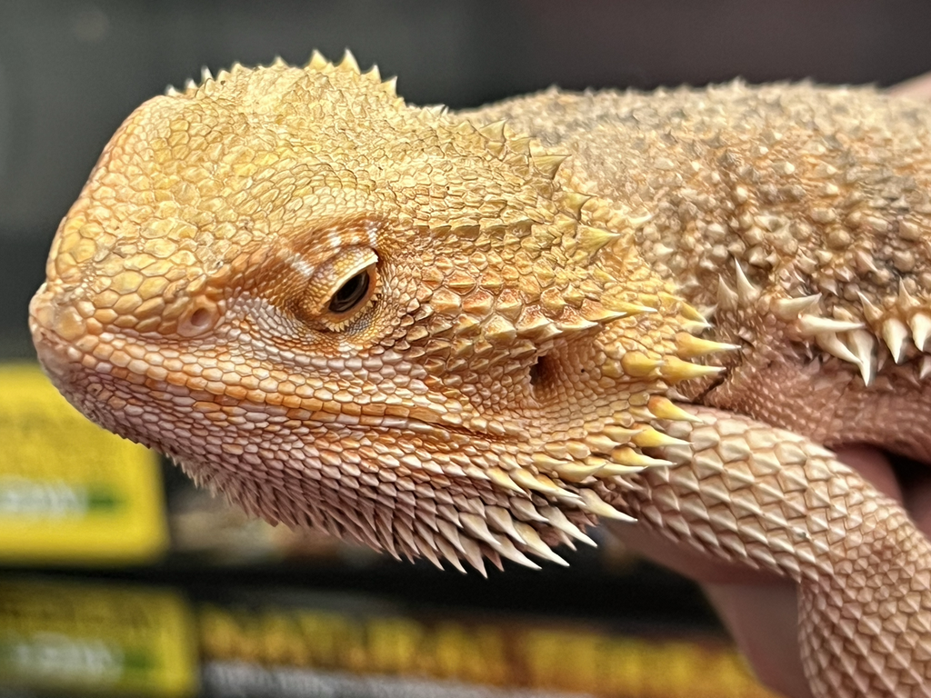 Bearded Dragon Basics: A Guide to Caring for Your Scaly Companion ...